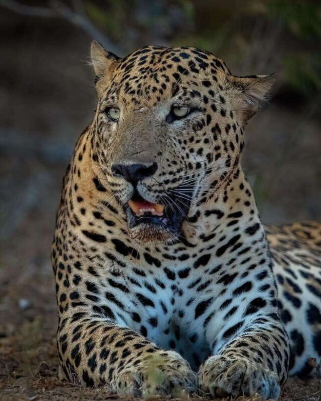 Yala National Park Half Day Safari - Practical Considerations and Tips