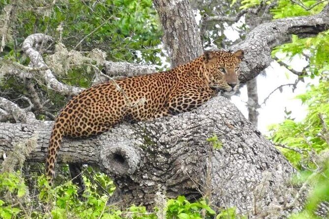 Yala National Park Half Day Safari - 4.30 a.m to 11.30 a.m - Key Points