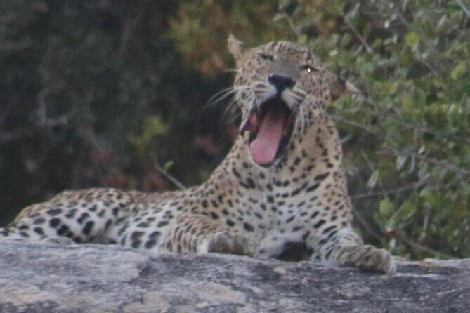 Yala National Park Half Day Safari - 4.30 a.m to 11.30 a.m - Starting Early: The Benefits of an 4:30 a.m. Departure