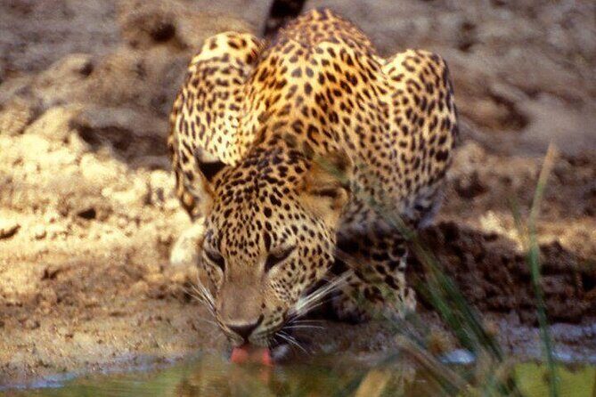 Yala National Park Half Day Safari - 4.30 a.m to 11.30 a.m - The Value and Cost