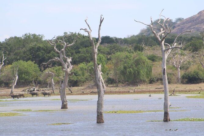 Yala National Park Half Day Safari - 4.30 a.m to 11.30 a.m - The Crowd Factor and Timing