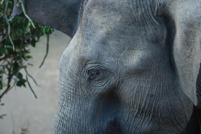 Yala National Park Half Day Safari - 4.30 a.m to 11.30 a.m - Real Traveler Feedback