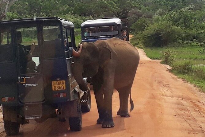 Yala national park half day safari from Colombo. - Exploring the Yala Safari Experience