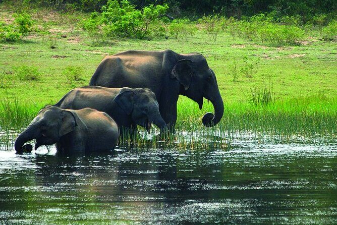 Yala national park half day safari from Colombo. - The Sum Up