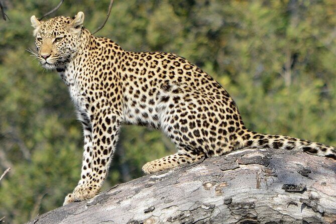 Yala national park half day safari from Colombo. - FAQs