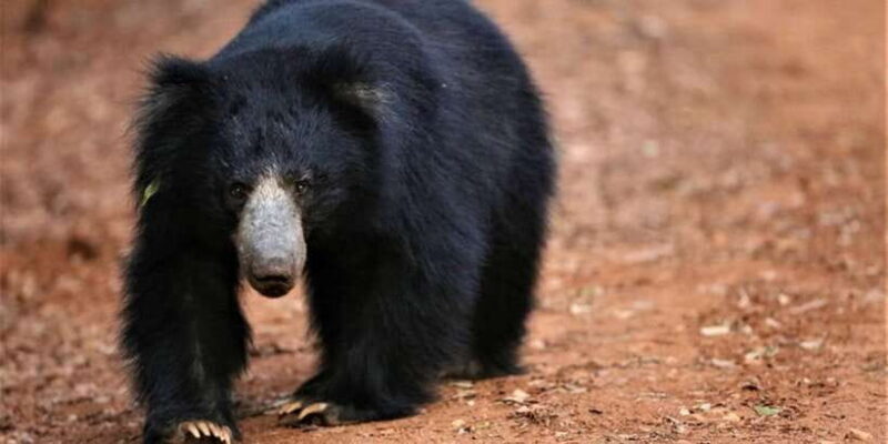 Yala National Park: Half Day Safari from Hambantota Harbor - Key Points