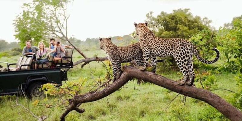 Yala National Park: Half Day Safari from Hambantota Harbor - An In-Depth Look at the Safari Experience