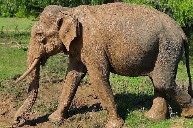 Yala National Park Half & Full Day Safari Tour By Nehansa Tours - Exploring Yala National Park with Nehansa Tours: An Honest Review