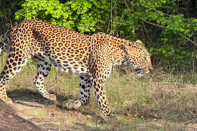 Yala National Park Half & Full Day Safari Tour By Nehansa Tours - Final Thoughts: Who Should Consider This Tour?