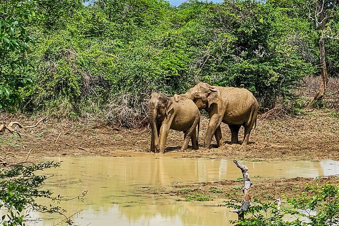 Yala National Park Half & Full Day Safari Tour By Nehansa Tours - FAQ