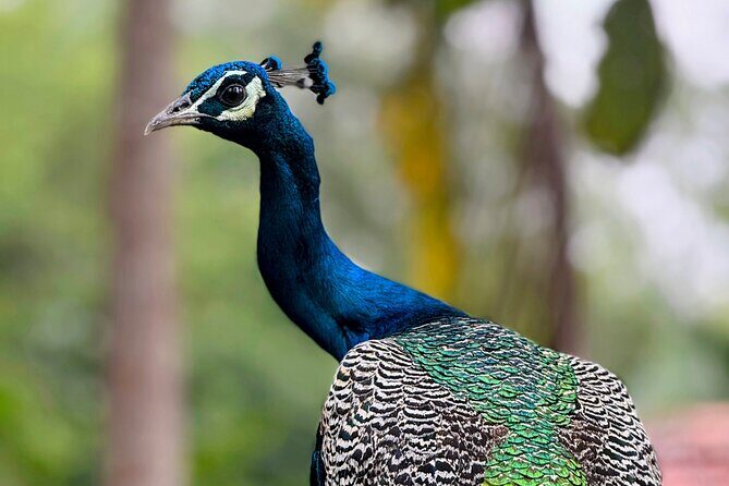 Yala National Park Half & Full Day Safari Tour By Nehansa Tours - Final Words