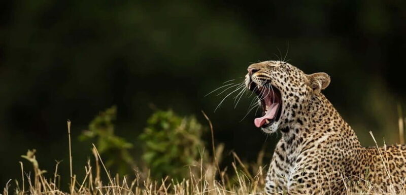 Yala National Park Half or Full-Day Safari - Value and Practical Considerations