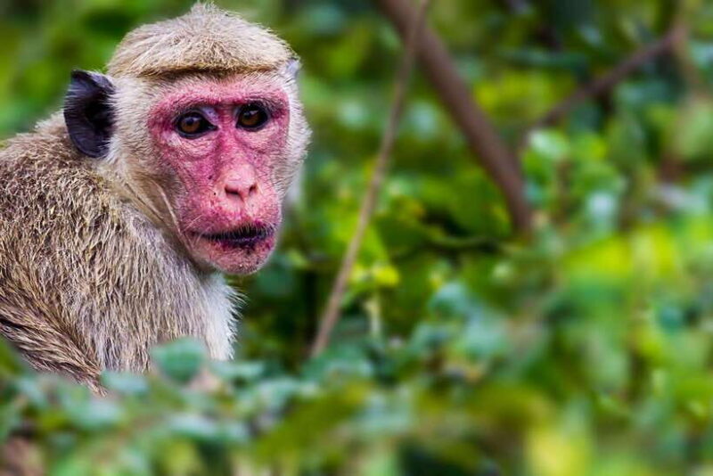 Yala National Park Half or Full-Day Safari - FAQ