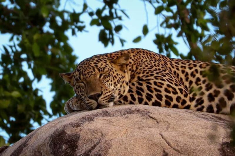 Yala National park: Hotel stay or pickup your hotel & Safari - The Itinerary Breakdown