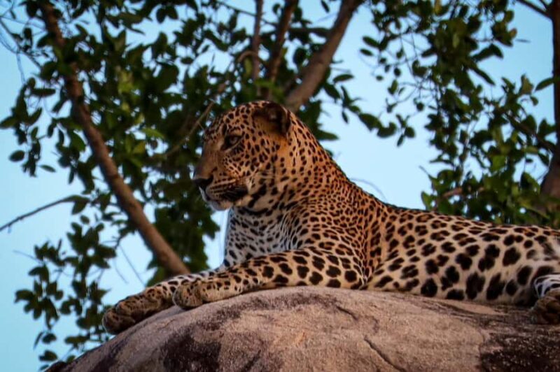 Yala National park: Hotel stay or pickup your hotel & Safari - An Authentic Touch with Food and Accommodation