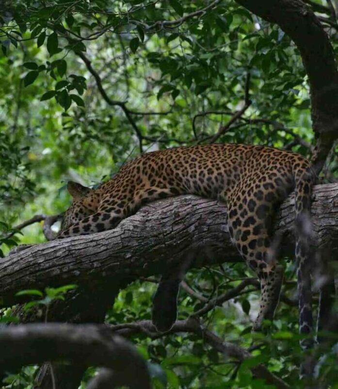 Yala National Park Jeep Safari from Hambantota Port Pickup - Key Points