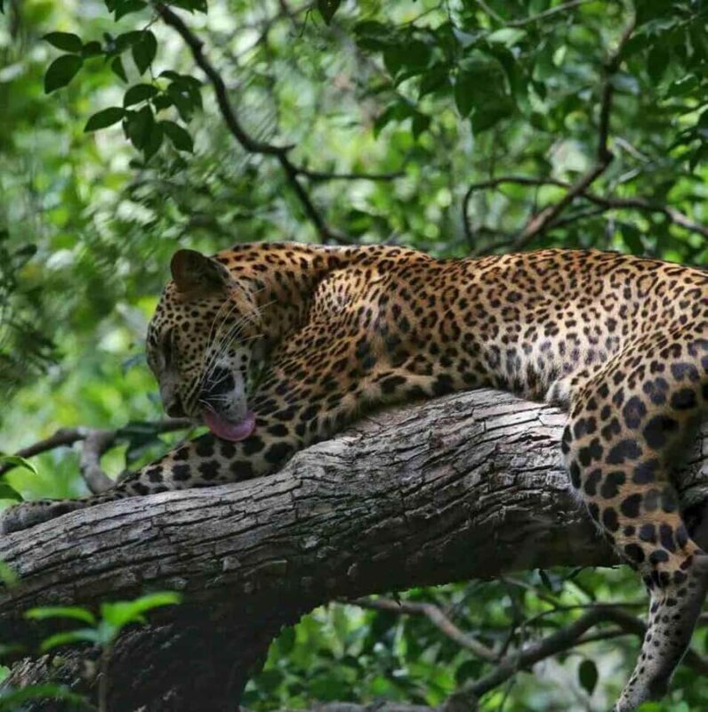 Yala National Park Jeep Safari from Hambantota Port Pickup - The Experience in Detail