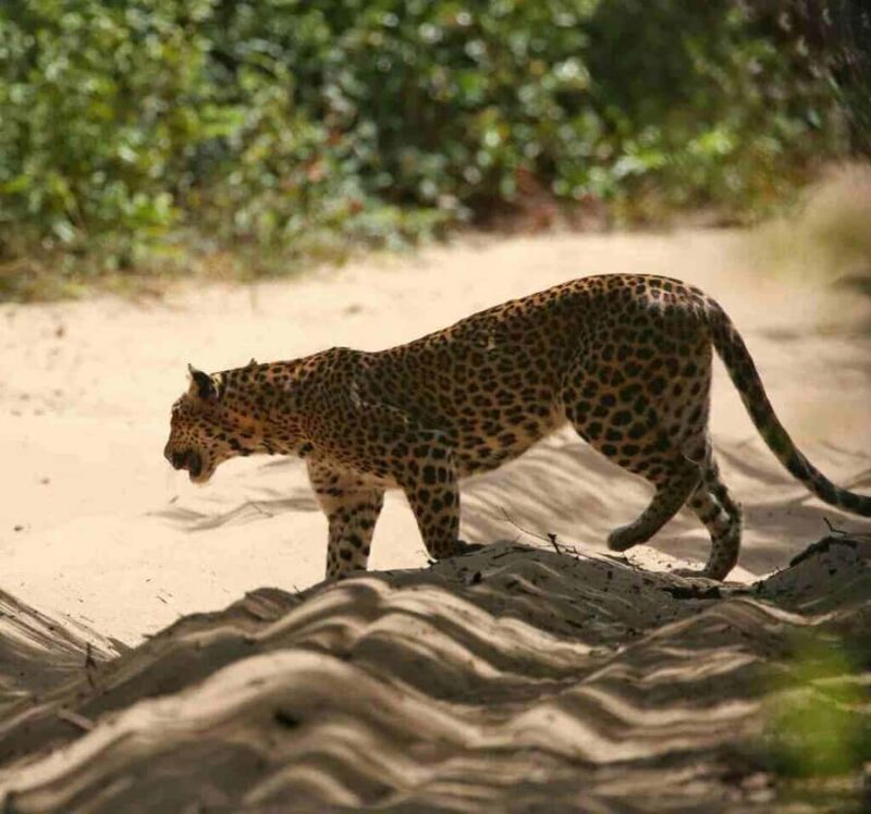 Yala National Park Jeep Safari from Hambantota Port Pickup - Final Thoughts