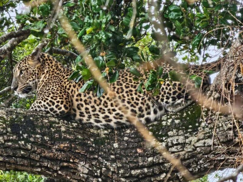 Yala National Park: Jeep Safari Tour - Who Would Love This Tour?
