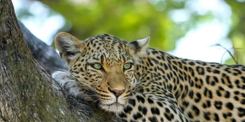 Yala National Park: Leopard Safari Day Tour from Colombo - Introduction to the Safari Experience