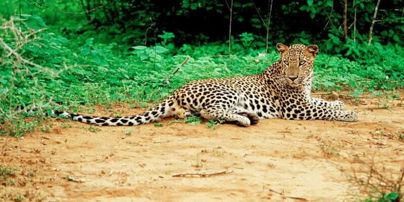 Yala National Park: Leopard Safari Day Tour from Colombo - Detailed Breakdown of the Itinerary