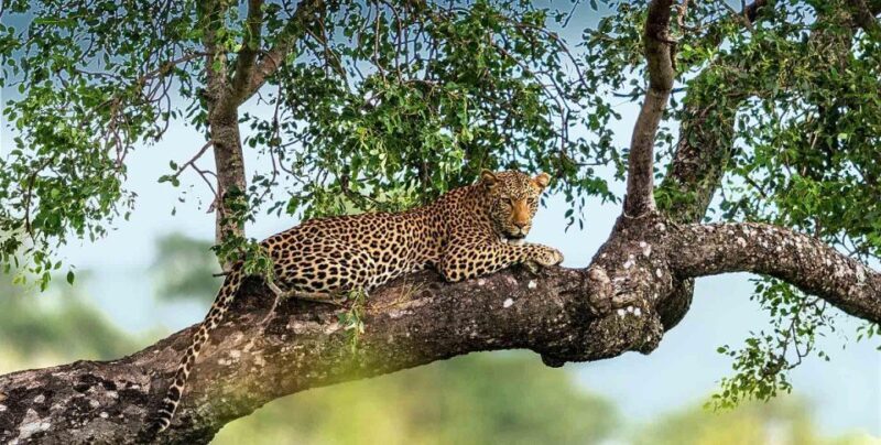 Yala National Park: Leopard Safari Day Tour from Colombo - Authentic Perspectives from Travelers