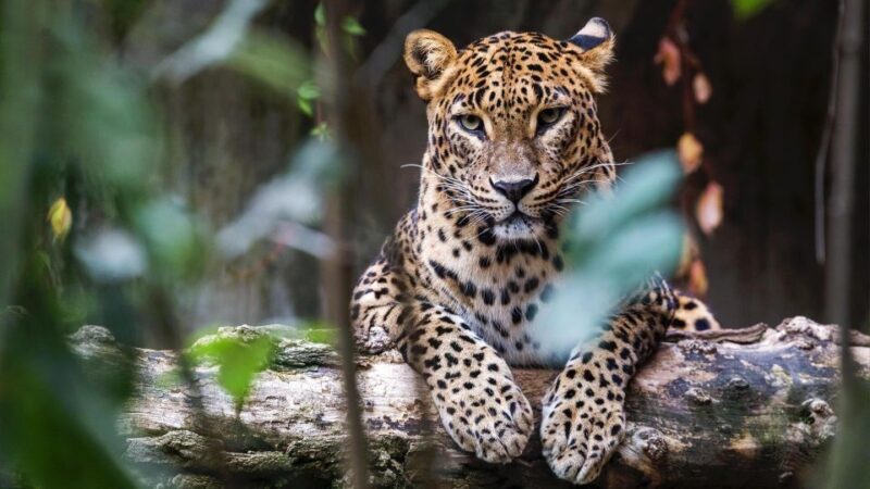 Yala National Park: Leopard Safari Day Tour from Colombo - The Sum Up