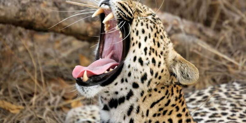 Yala National Park: Leopard Safari Full day tour with Lunch - Key Points