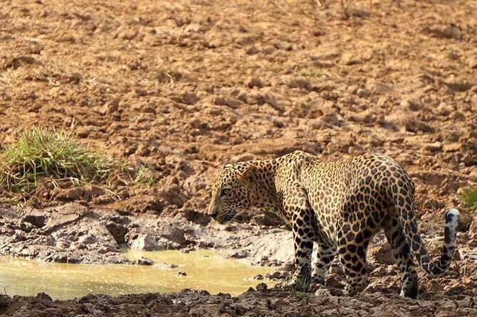 Yala National Park Leopard Safari - HALF DAY/FULL DAY TOUR - An In-Depth Look at the Tour Experience