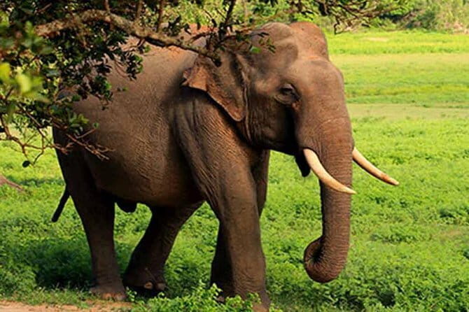 Yala National Park Leopard Safari - HALF DAY/FULL DAY TOUR - The Sum Up