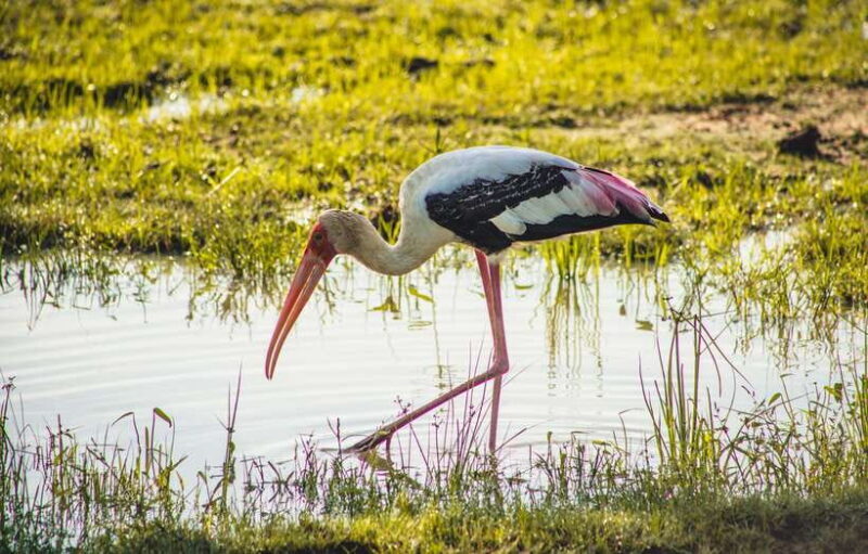 Yala National Park: Leopard Safari Half/Full-Day Safari - Exploring Yala National Park: What You Can Expect