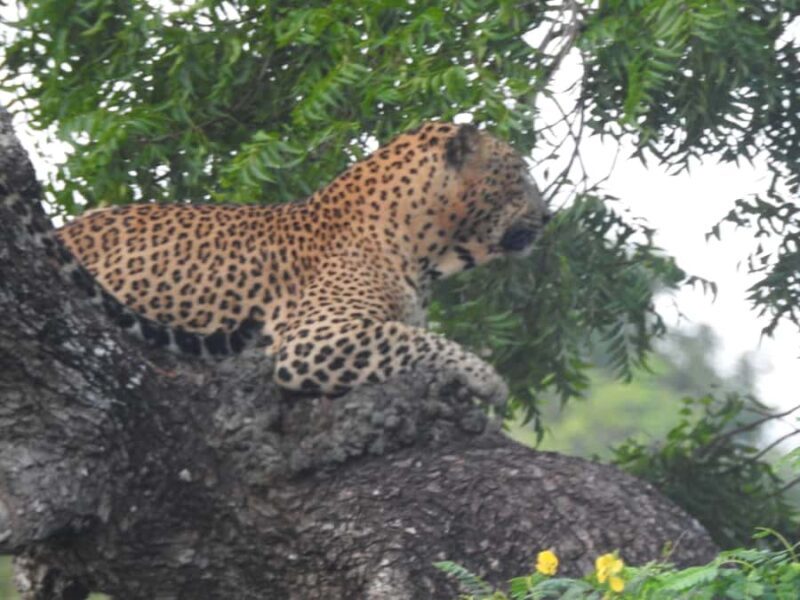 Yala National Park: Leopard Safari incl. Entry tickets - Key Points