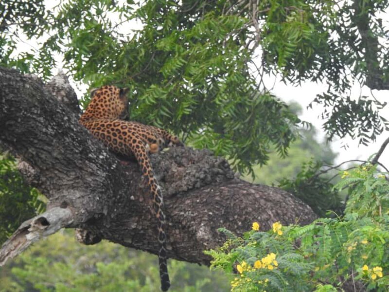 Yala National Park: Leopard Safari incl. Entry tickets - A Closer Look at the Safari Experience