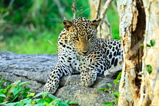 Yala National Park Leopard Safari Wildlife Private Adventure - Key Points