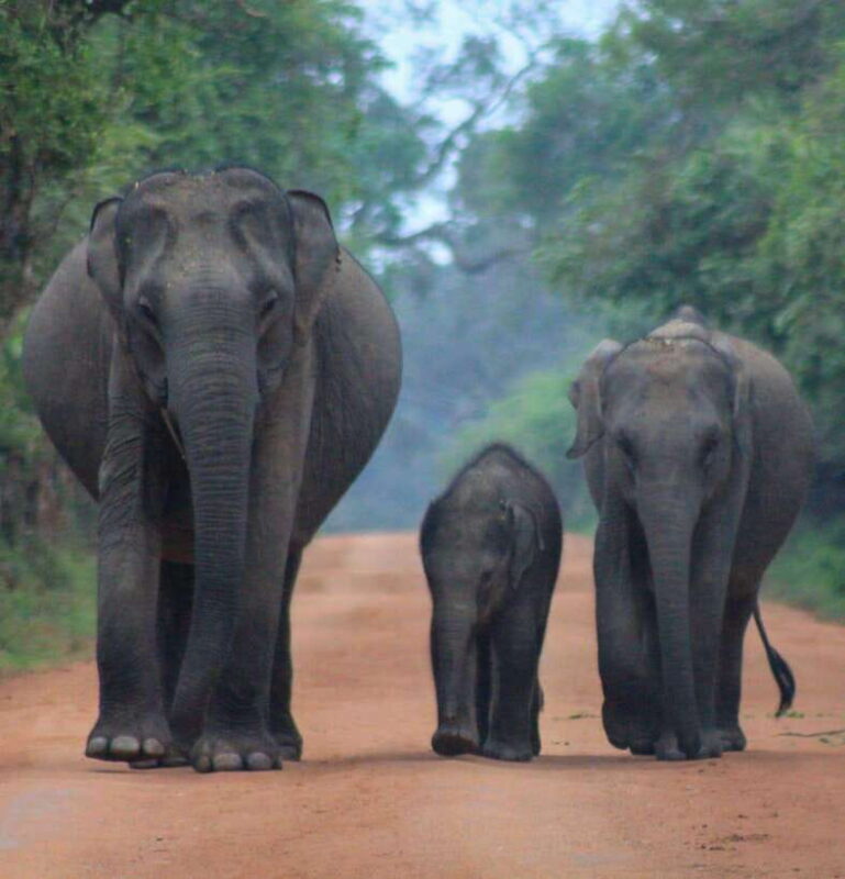 Yala National Park: Morning Half day Safari Tour - Key Points