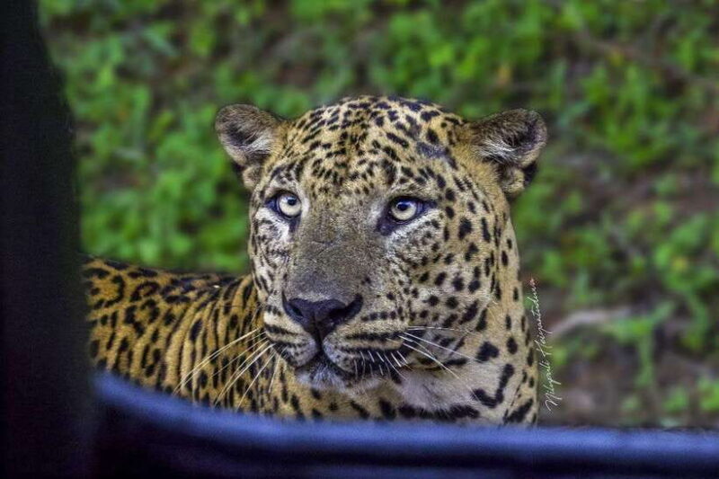 Yala National Park: Morning Half day Safari Tour - An In-Depth Look at the Yala Safari Experience