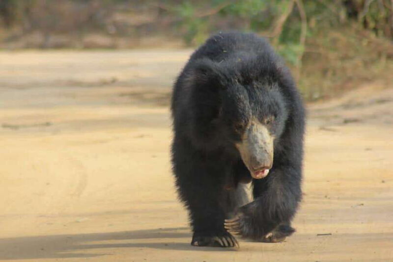 Yala National Park: Morning Half day Safari Tour - The Practicalities: Value, Cost, and Tips