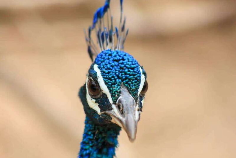 Yala National Park: Morning Half day Safari Tour - Authentic Perspectives and Feedback