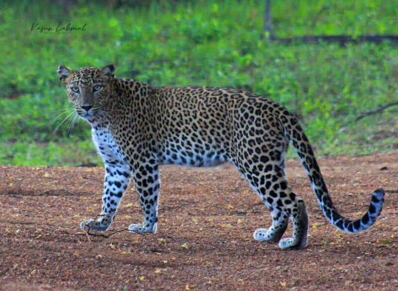 Yala National Park: Morning Half day Safari Tour - Who Should Book This Tour?
