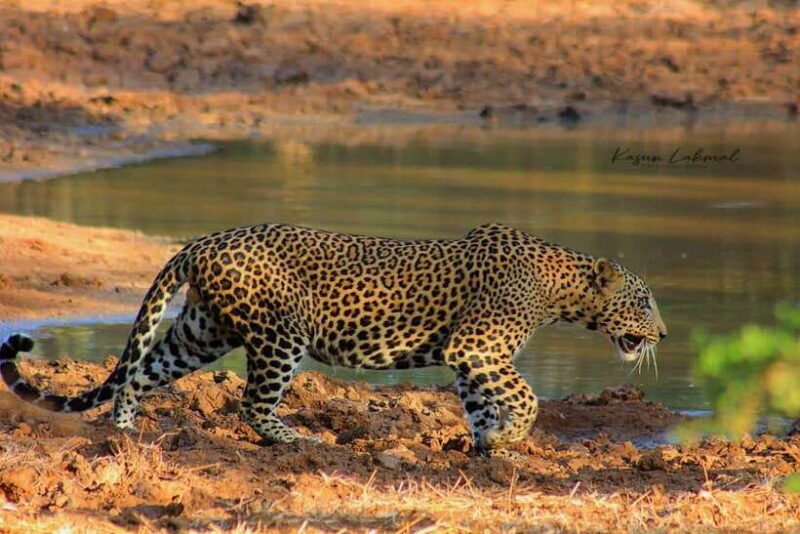 Yala National Park: Morning Half day Safari Tour - The Sum Up