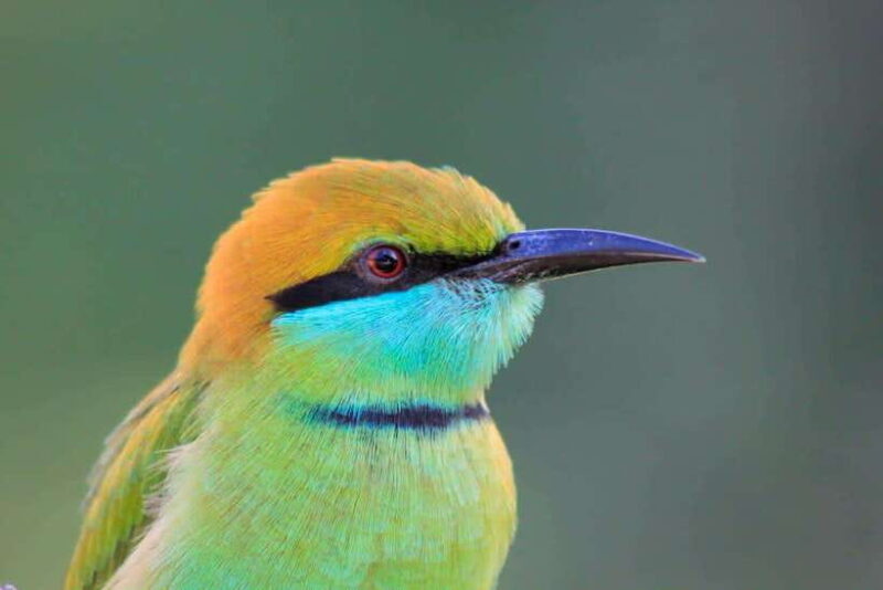 Yala National Park: Morning Half day Safari Tour - Frequently Asked Questions