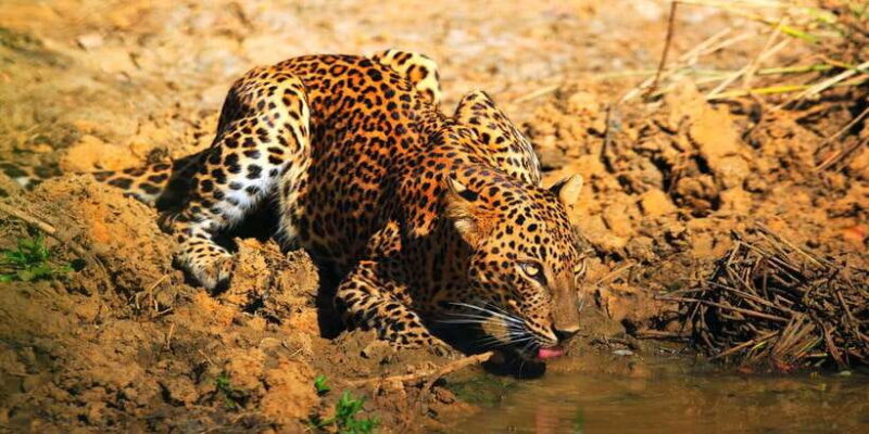 Yala National Park: Morning or Afternoon Game Drive - Key Points