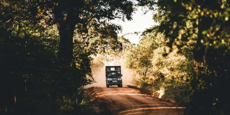 Yala National Park: Morning or Afternoon Game Drive - What to Expect from the Tour