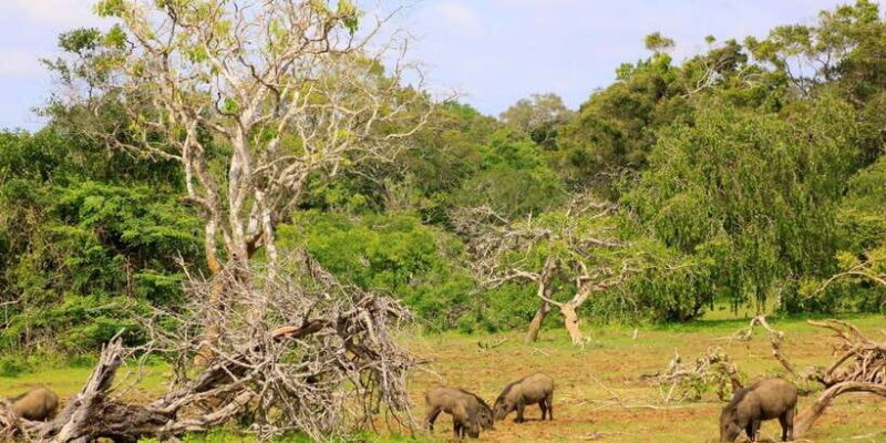 Yala National Park: Morning or Afternoon Game Drive - Pricing and Value