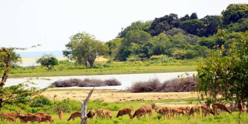 Yala National Park: Morning or Afternoon Game Drive - Reviews and Authentic Insights