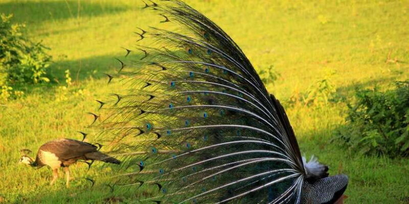 Yala National Park: Morning or Afternoon Game Drive - Who Should Consider This Tour?