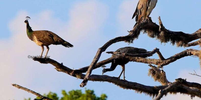 Yala National Park: Morning or Afternoon Game Drive - The Sum Up