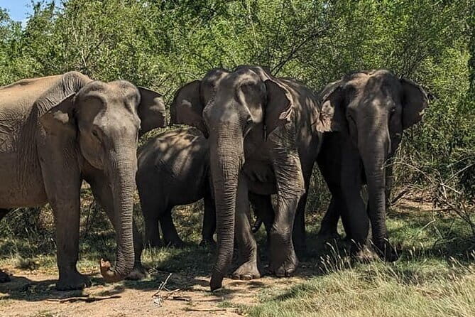Yala National Park Morning or Afternoon Leopard Safari - What the Tour Includes — And What It Doesn’t