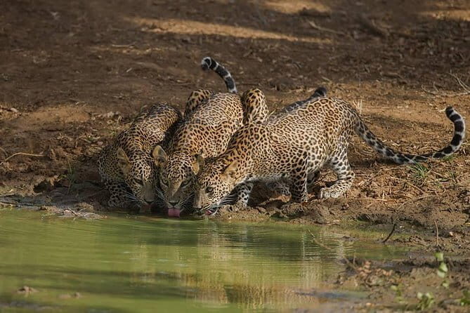 Yala National Park Morning or Afternoon Leopard Safari - The Practicalities: Booking & Preparing