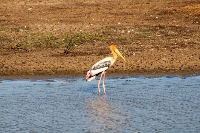 Yala National Park Morning or Afternoon Leopard Safari - Who This Tour Is Perfect For